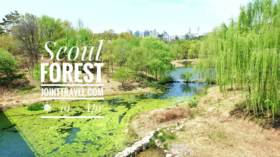 ป่ากรุงโซล (Seoul Forest) – จ๊อยท์: คู่มือเที่ยวเอง!